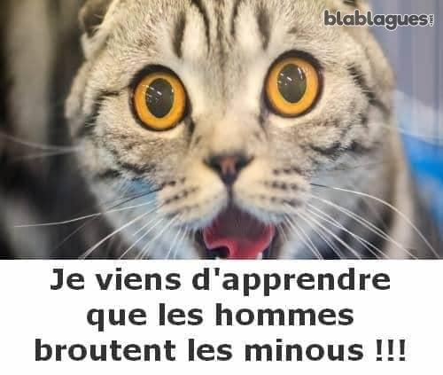 Images drôles de chats 🔞 | Blablagues le site de blagues